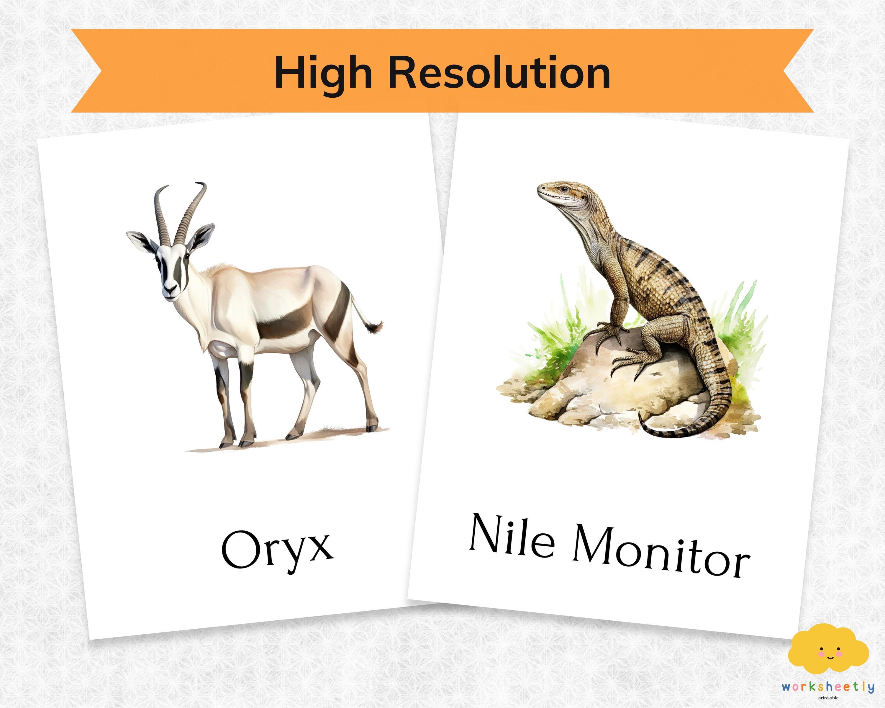 Editable African Animal Montessori 3-part Flashcards for Kids ...