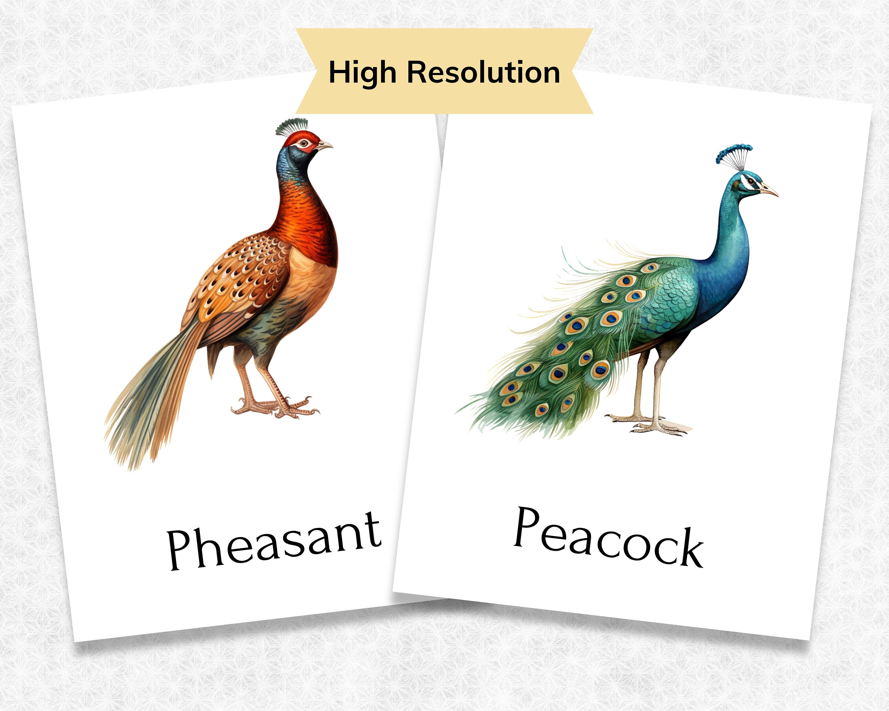 Editable Birds Flashcards | Printable 3 Part Nomenclature Toddler Flash ...