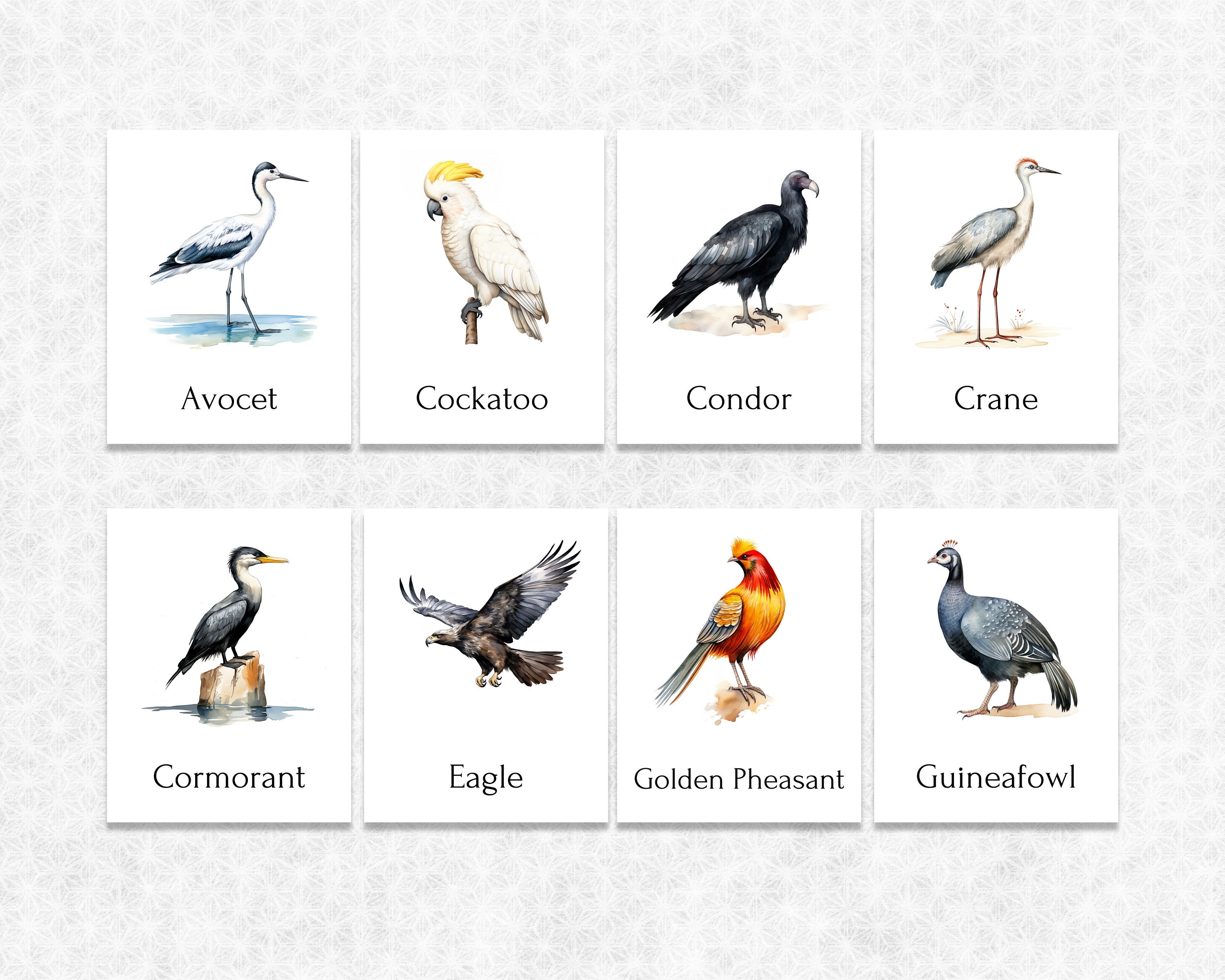 Editable Birds Flashcards | Printable 3 Part Nomenclature Toddler Flash ...