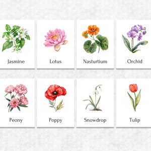 Flowers Flashcards: Montessori Plant Identification Learning (digital ...