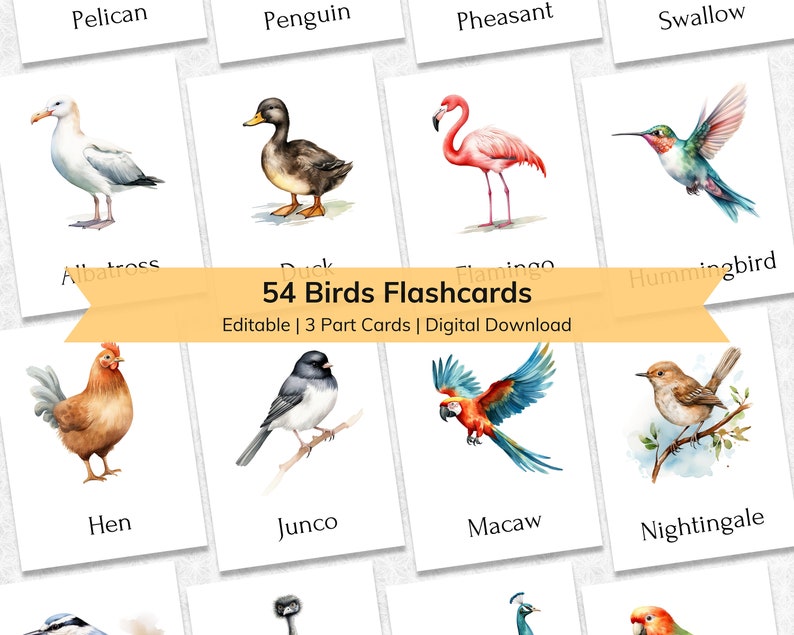 Editable Birds Flashcards | Printable 3 Part Nomenclature Toddler Flash ...