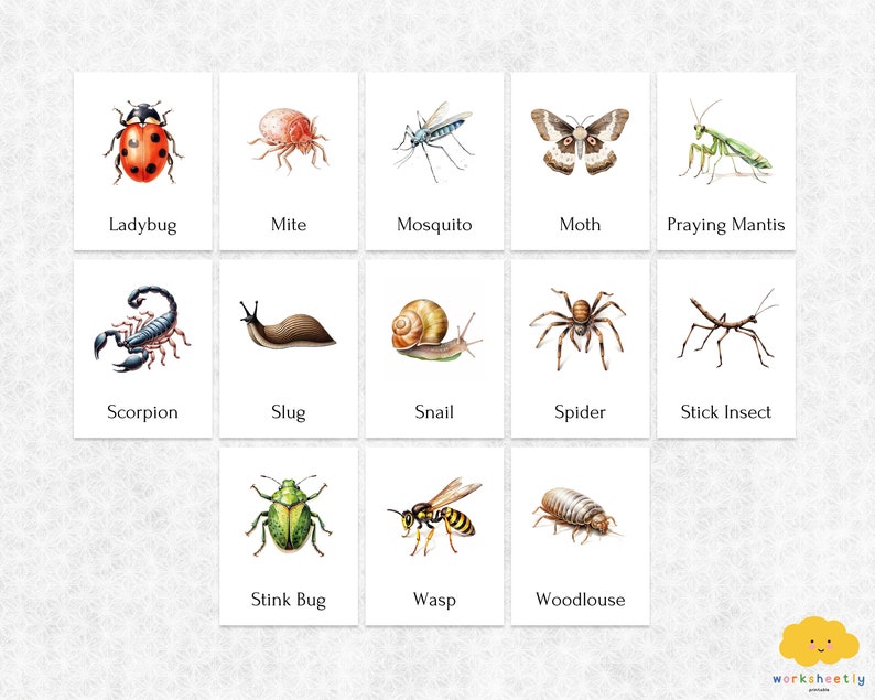 Editable Insect Flashcards for Kids, Printable 3 Part Nomenclature ...