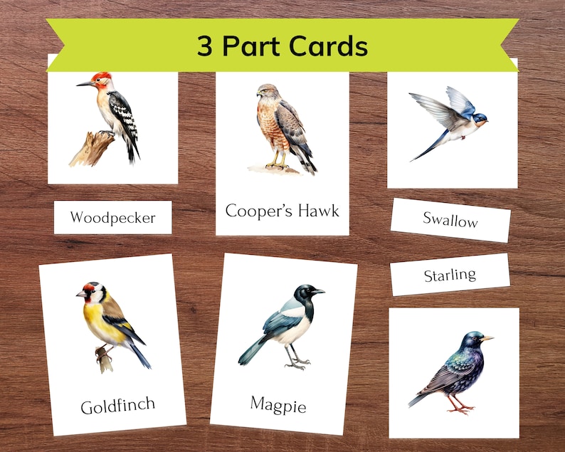 Editable Backyard Bird Flashcards for Kids, Printable 3 Part ...