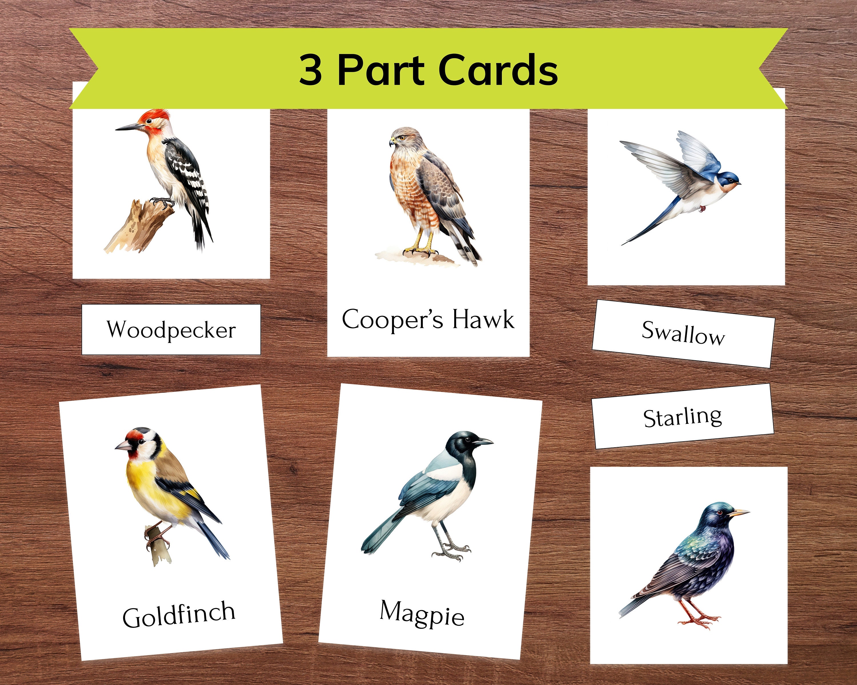 Editable Backyard Bird Flashcards for Kids, Printable 3 Part ...
