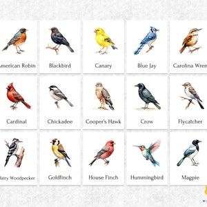 Editable Backyard Bird Flashcards for Kids, Printable 3 Part ...