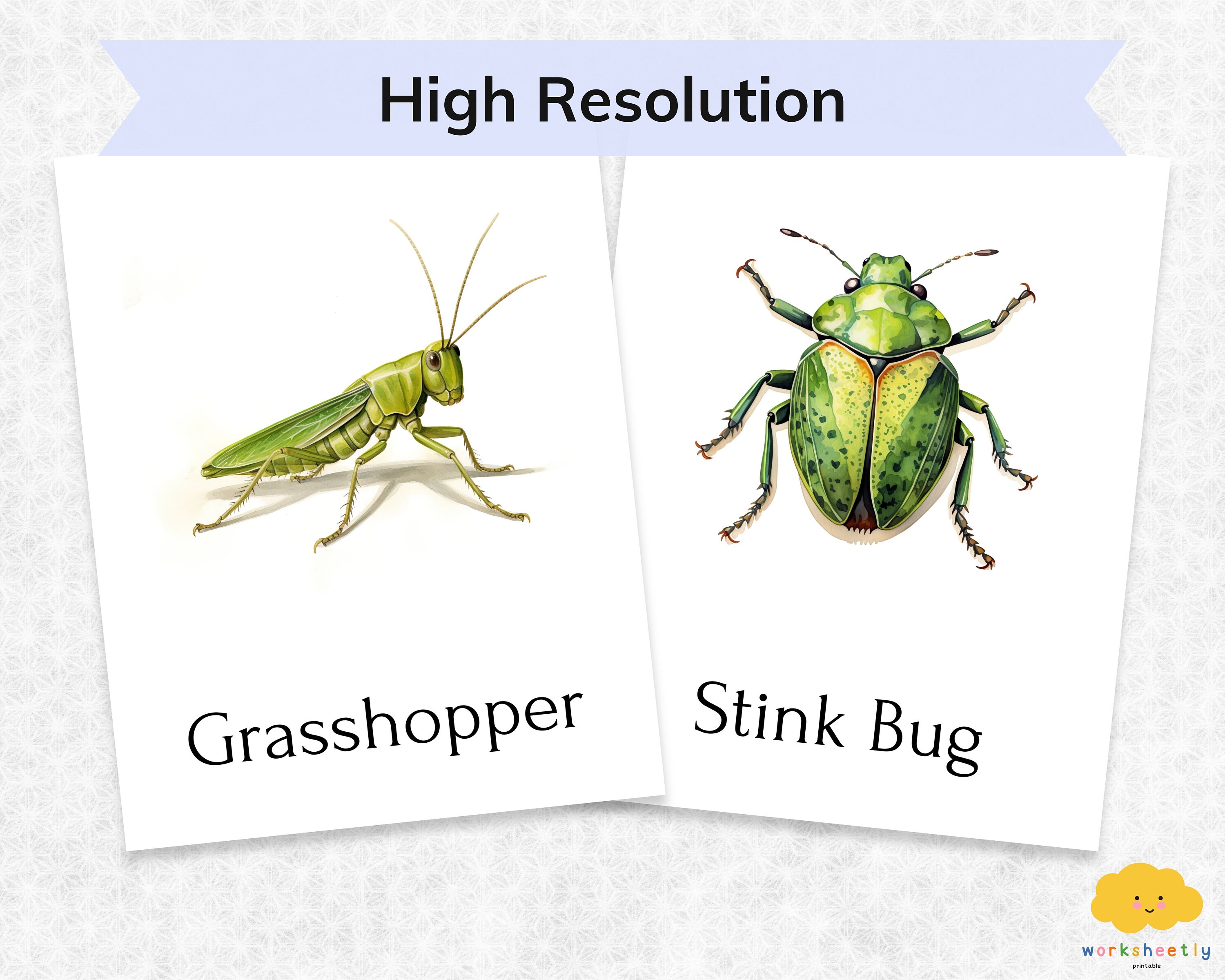 Editable Insect Flashcards for Kids, Printable 3 Part Nomenclature ...