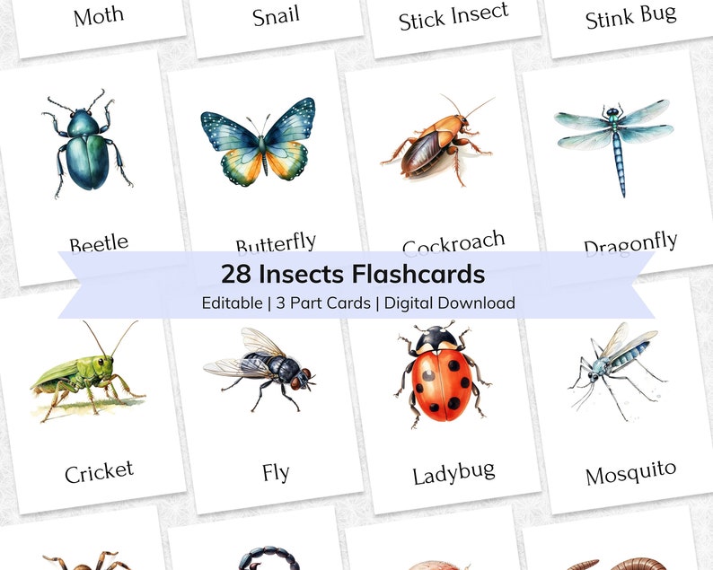 Editable Insect Flashcards for Kids, Printable 3 Part Nomenclature ...