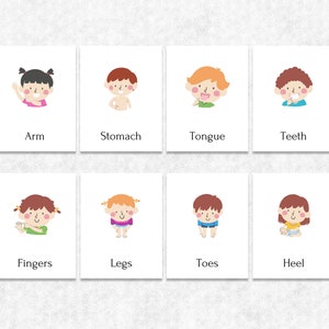 16 Body Parts Flashcards for Kids | Learning Body Parts 3 Part ...