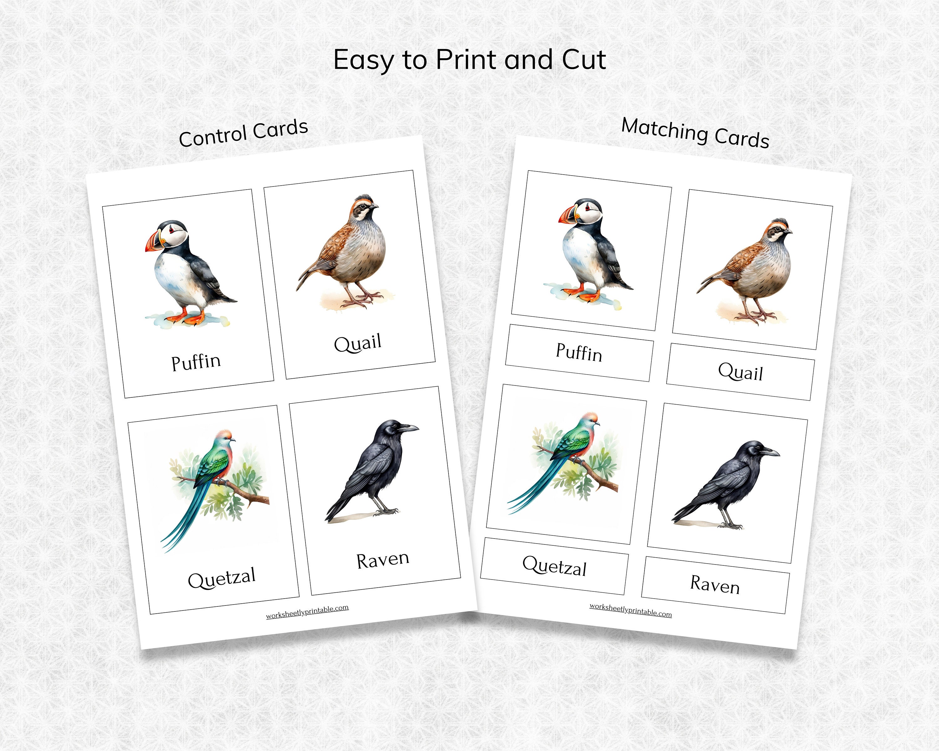 Editable Birds Flashcards | Printable 3 Part Nomenclature Toddler Flash ...