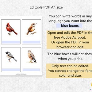 Editable Backyard Bird Flashcards for Kids, Printable 3 Part ...