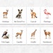 Editable Safari Animals Flashcards for Kids, Montessori Animal Name ...