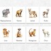 Editable Safari Animals Flashcards for Kids, Montessori Animal Name ...