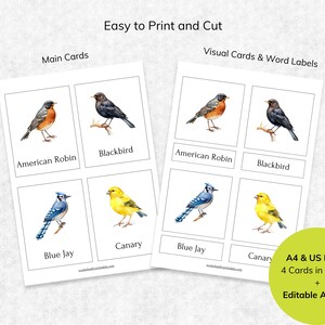 Editable Backyard Bird Flashcards for Kids, Printable 3 Part ...