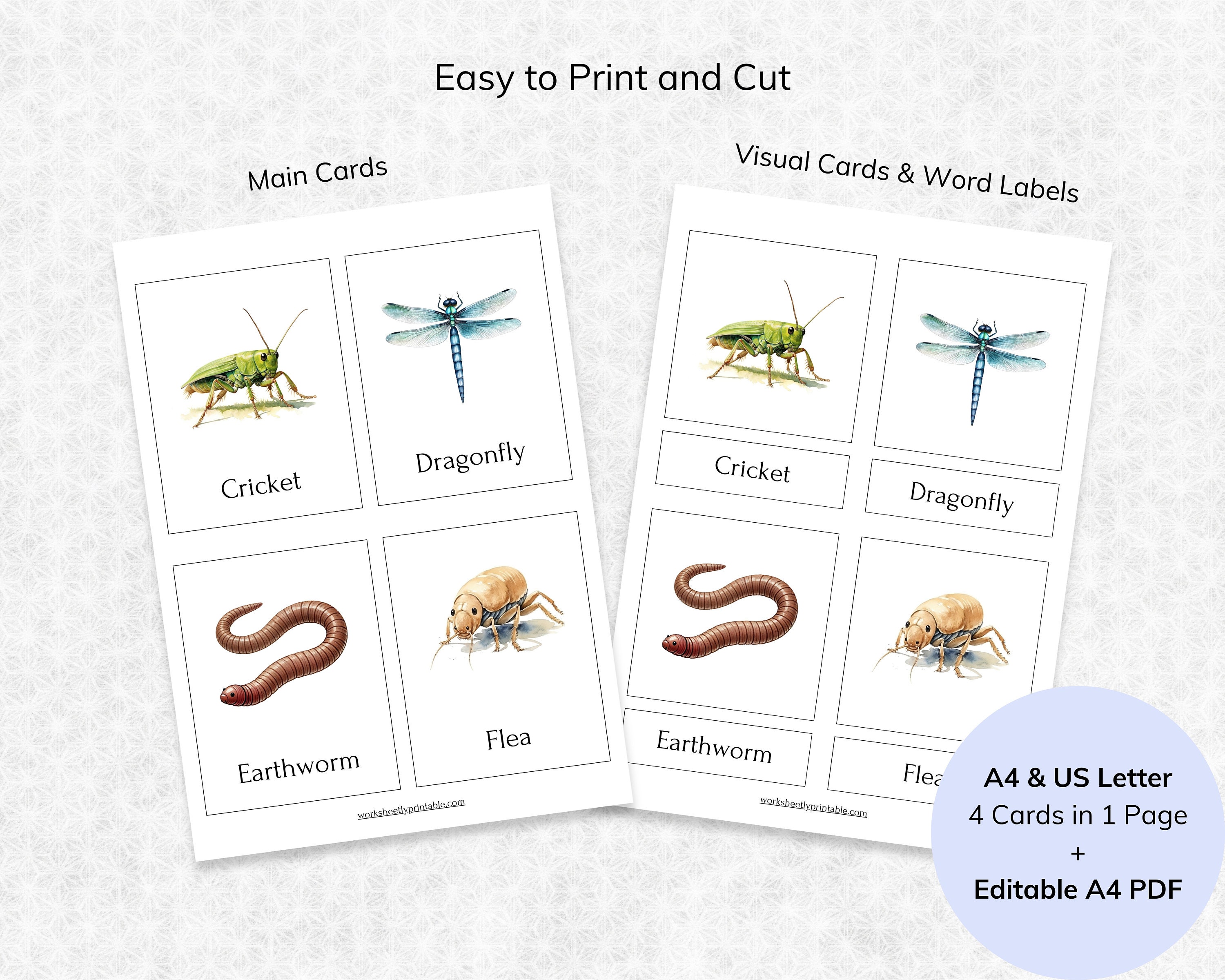 Editable Insect Flashcards for Kids, Printable 3 Part Nomenclature ...