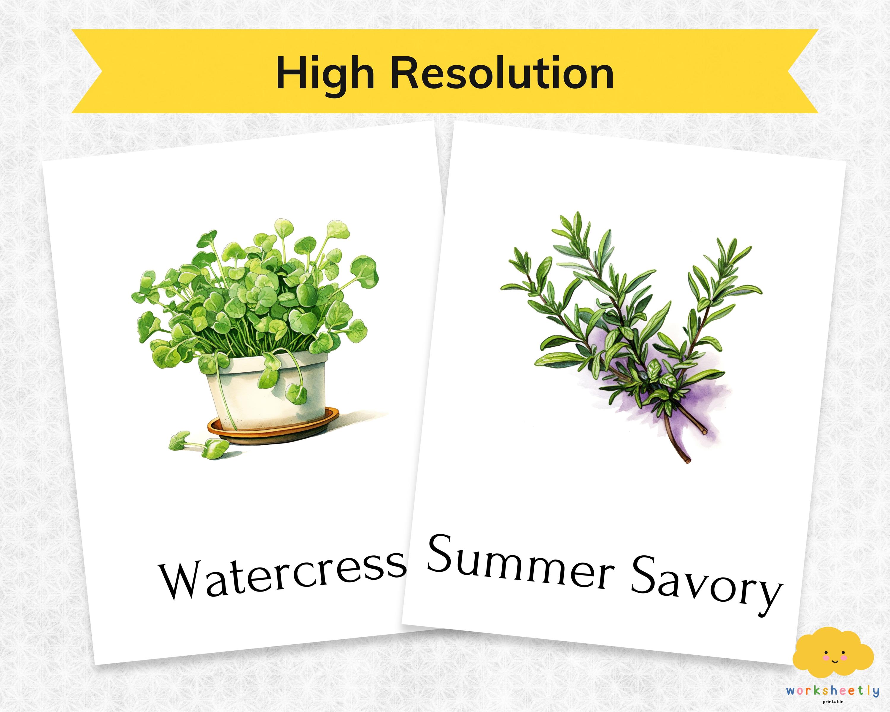 Editable Herb Montessori 3-part Flashcards for Kids, Printable ...