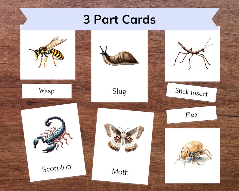 Editable Insect Flashcards for Kids, Printable 3 Part Nomenclature ...