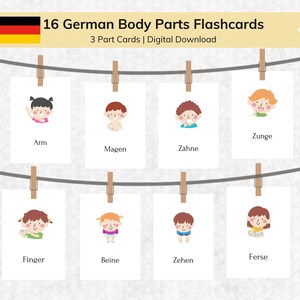 German Body Parts Flashcards: Montessori Learning (digital Download) - Etsy