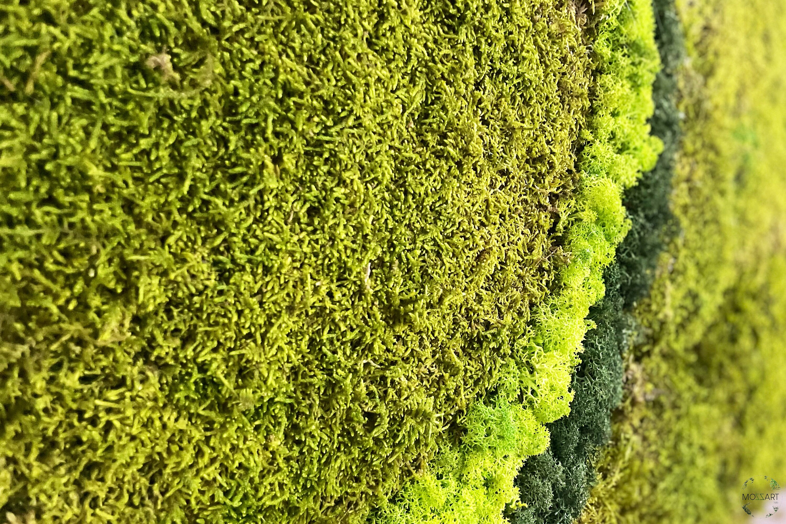 Moss Frame, Preserved Moss Wall Art, Moss Art, Moss Wall Decor, Moss ...