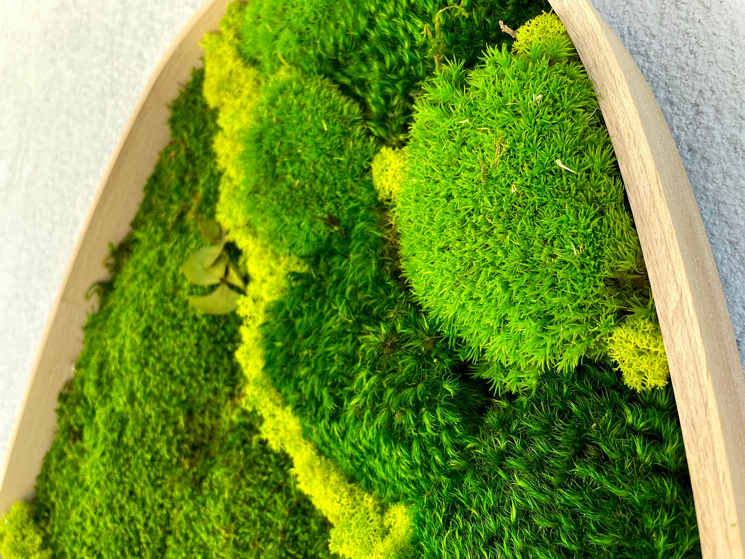 Preserved Moss Wall Art, Moss Art, Wooden Framed Moss Decor, Moss Frame ...