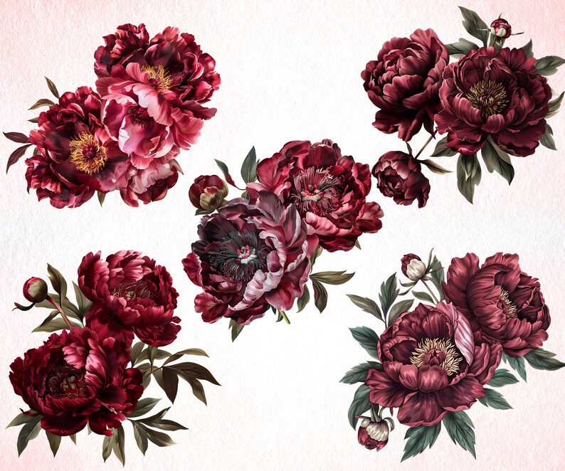 Burgundy Peony Flowers Clipart Bundle Floral PNG Botanical Digital Art ...