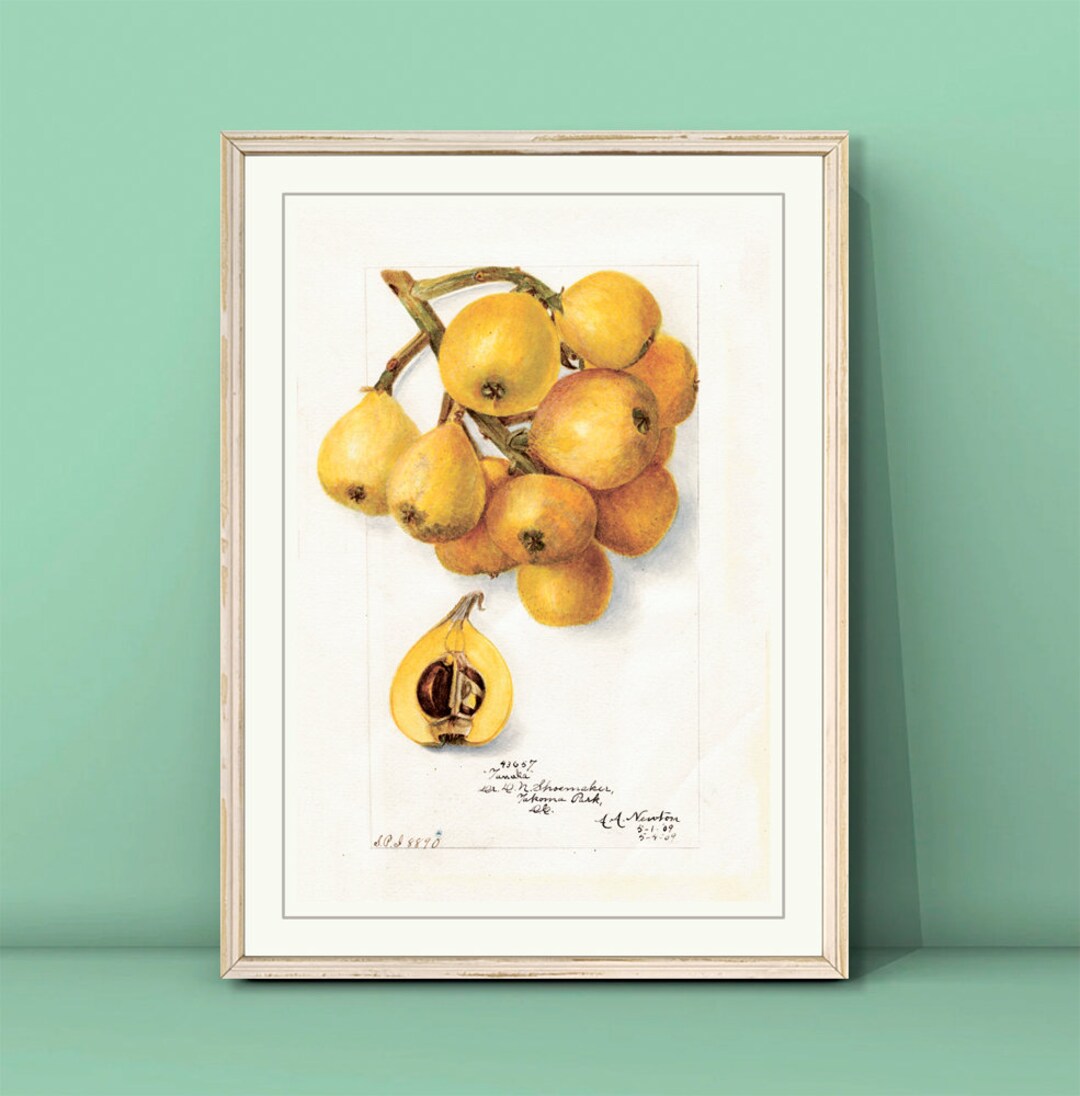 Vintage Loquats Poster,watercolor Loquats Print,kitchen Wall Art,dining ...