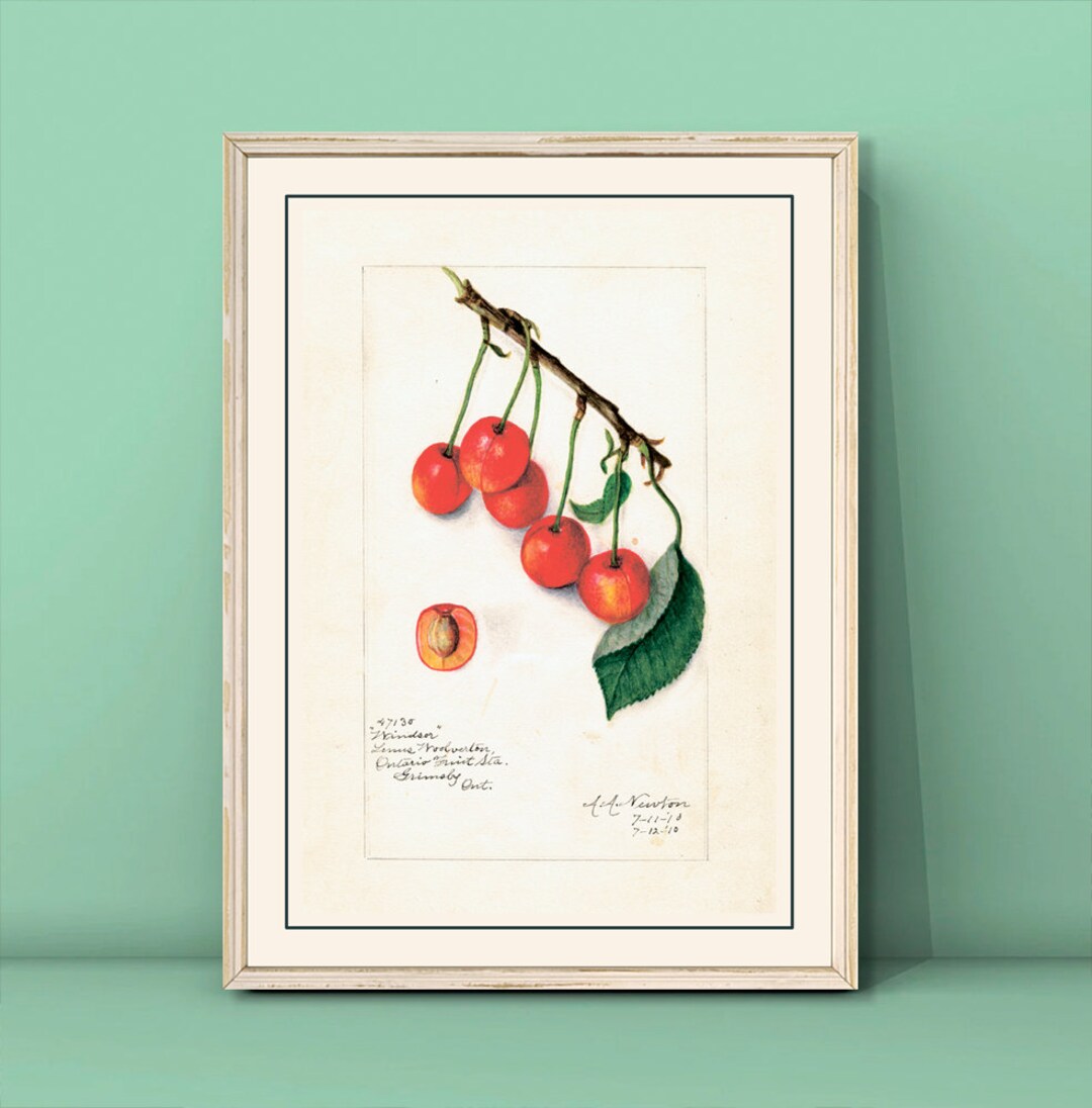 Vintage Cherry Poster,watercolor Cherry Print,kitchen Wall Art,dining ...