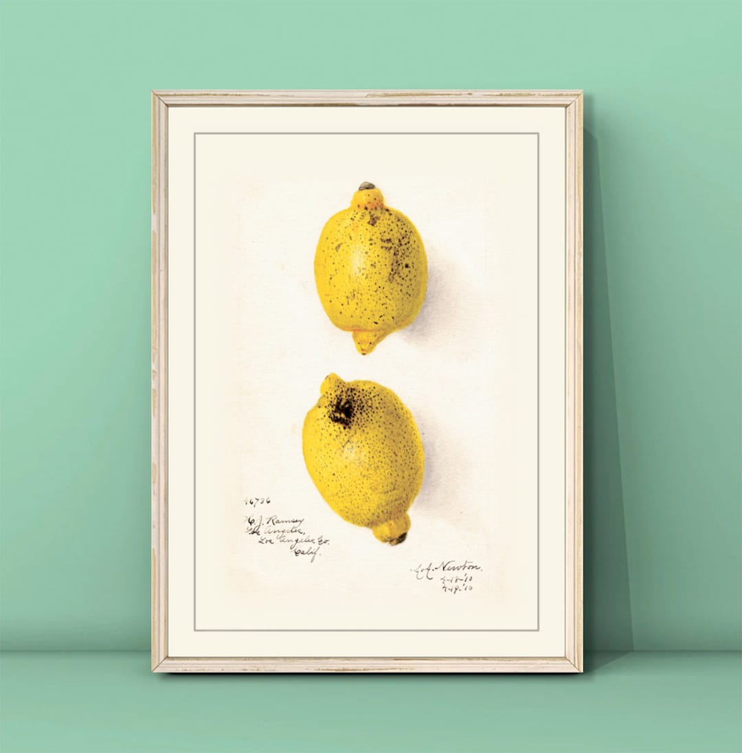 Vintage Limes Poster,watercolor Lemon Print,kitchen Wall Decor,dining ...