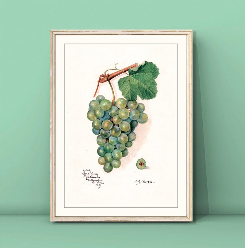 Vintage Grapes Poster,watercolor Grapes Print,kitchen Wall Decor,dining ...