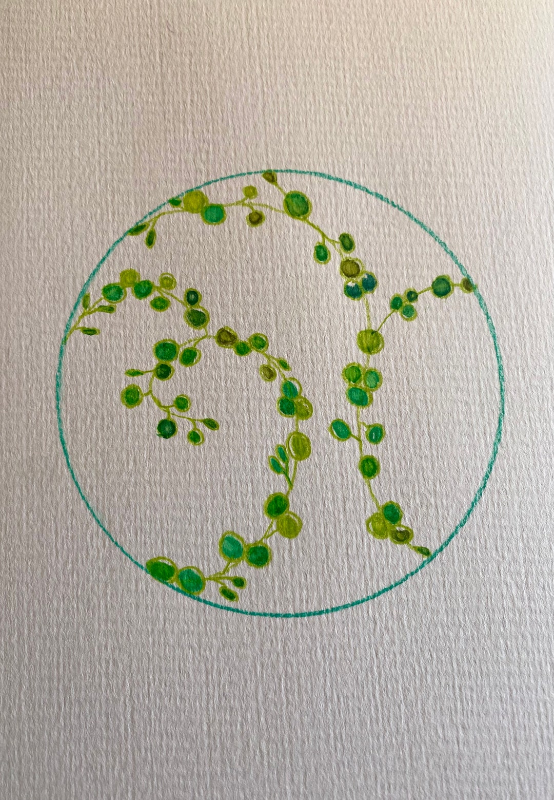 Hand Drawn/painted String of Pearls Botanical Portrait - Etsy
