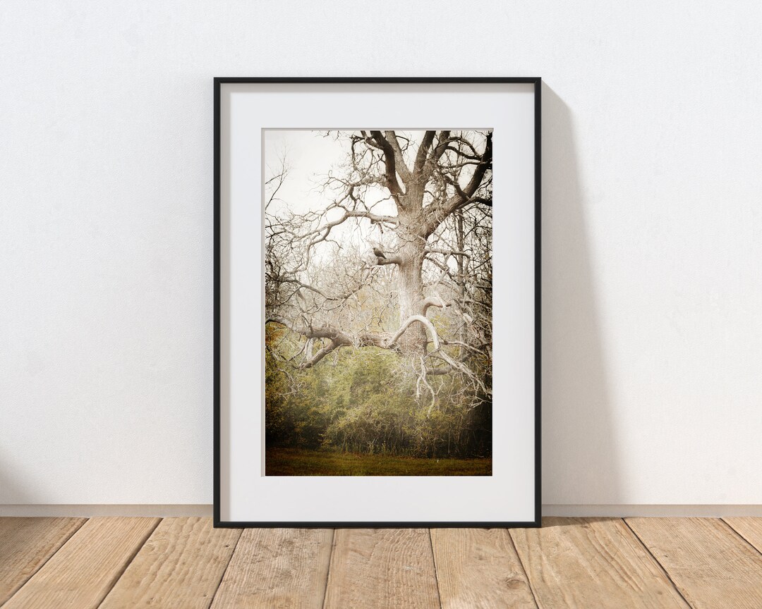 Old Tree Photography Print, Rustic Farmhouse Decor, Crow Art, Raven Art ...