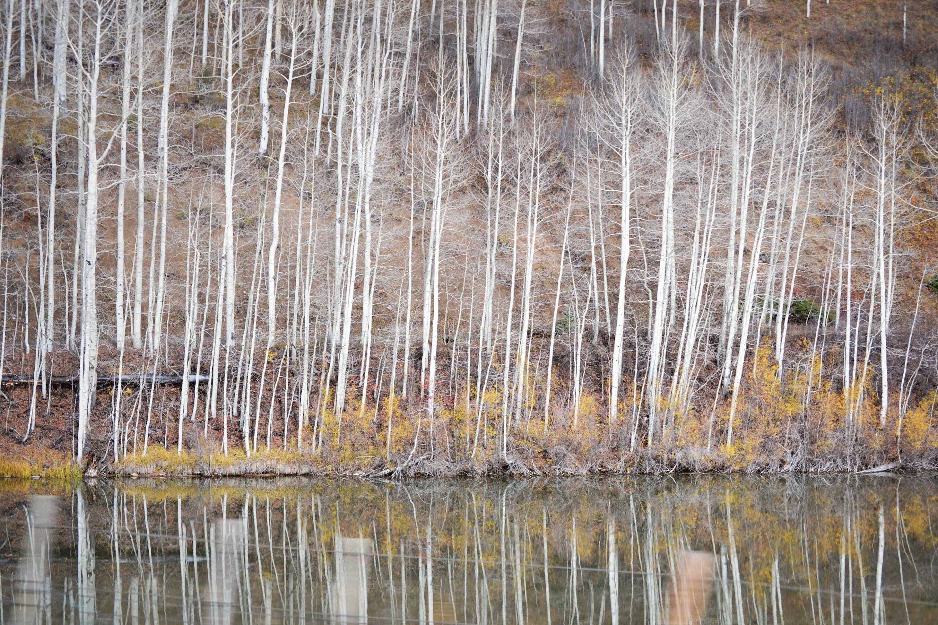 Aspen Trees Photography Print, Rustic Lodge Art, Lake Art, Home Decor ...
