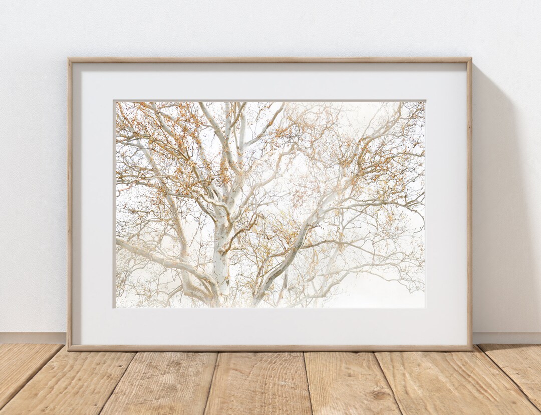 Tree Photography Print, Rustic Home Decor, Farmhouse Decor, Fall ...