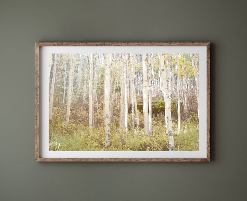 Aspen Trees Photography Print, Rustic Wall Art, Home Decor, Farmhouse ...