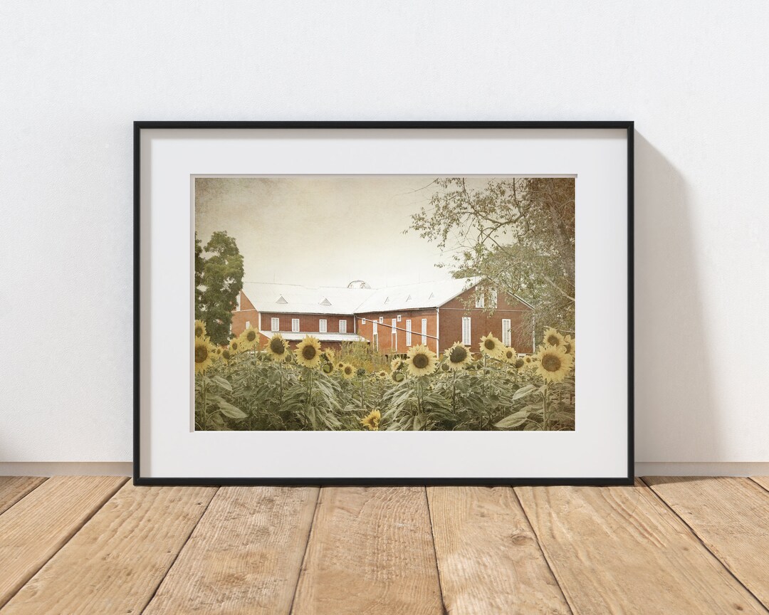 Barn Sunflowers Photography Print, Rustic Farmhouse Decor, Old Red Barn ...