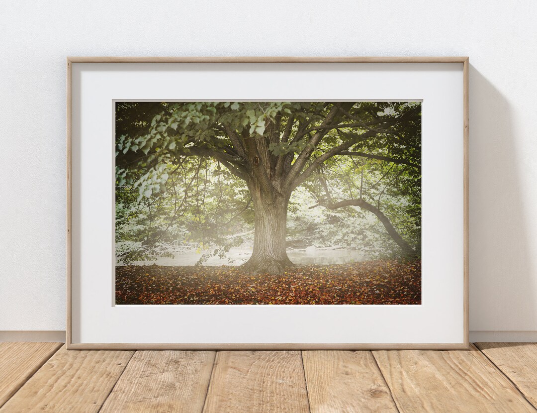 Tree Photography Print, Rustic Farmhouse Decor, Forest Fog, Mountain ...
