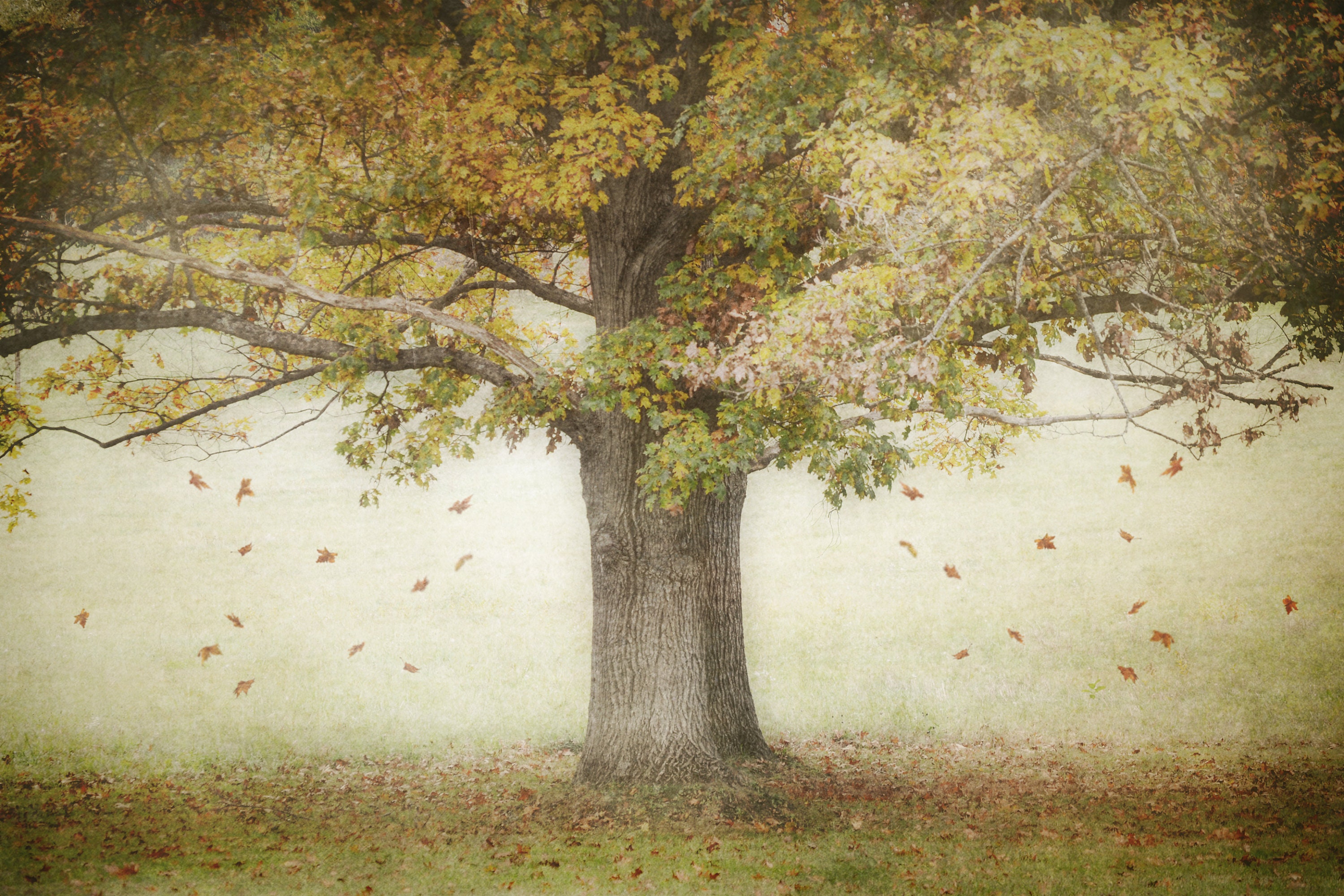 Tree Photography Print, Rustic Farmhouse Decor, Wall Art, Fall Foliage ...