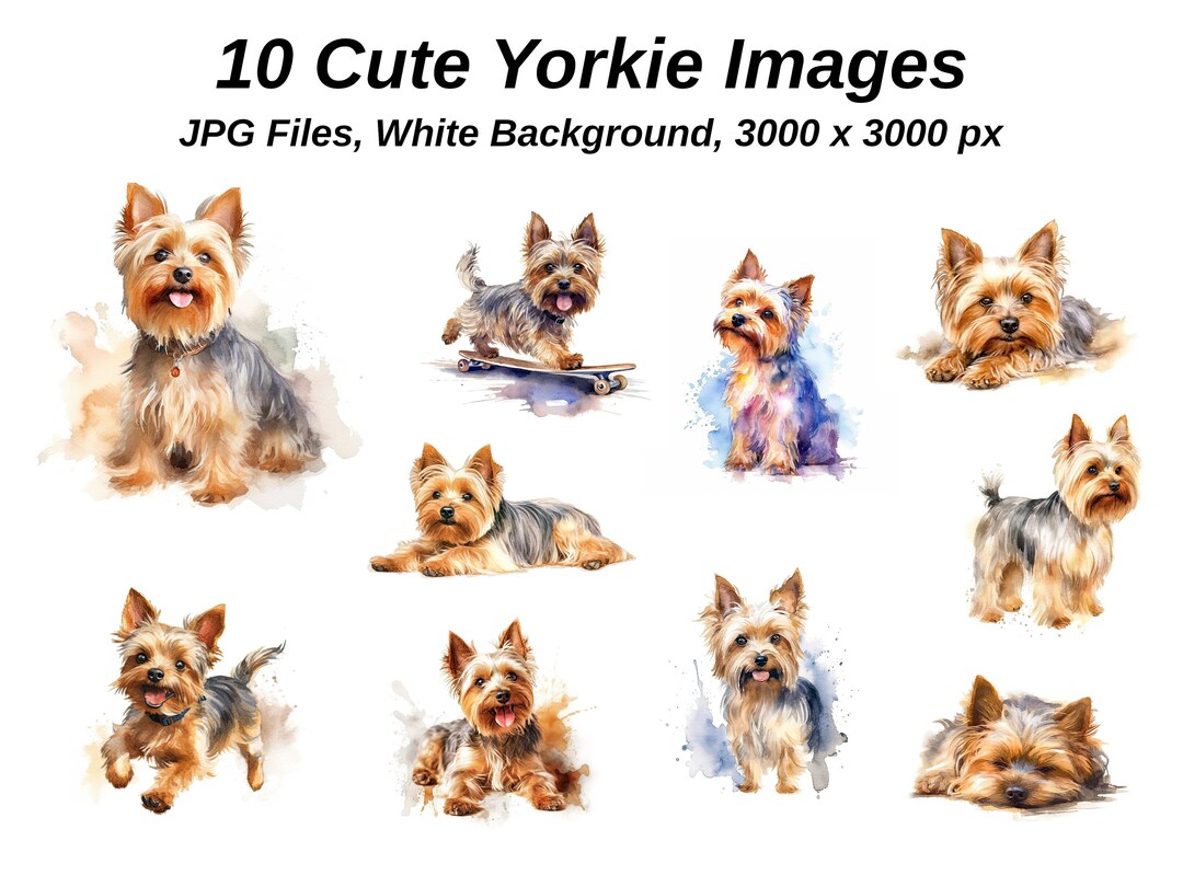 Yorkshire Terrier Yorkie Clipart. 10 High Quality Jpgs on WHITE ...