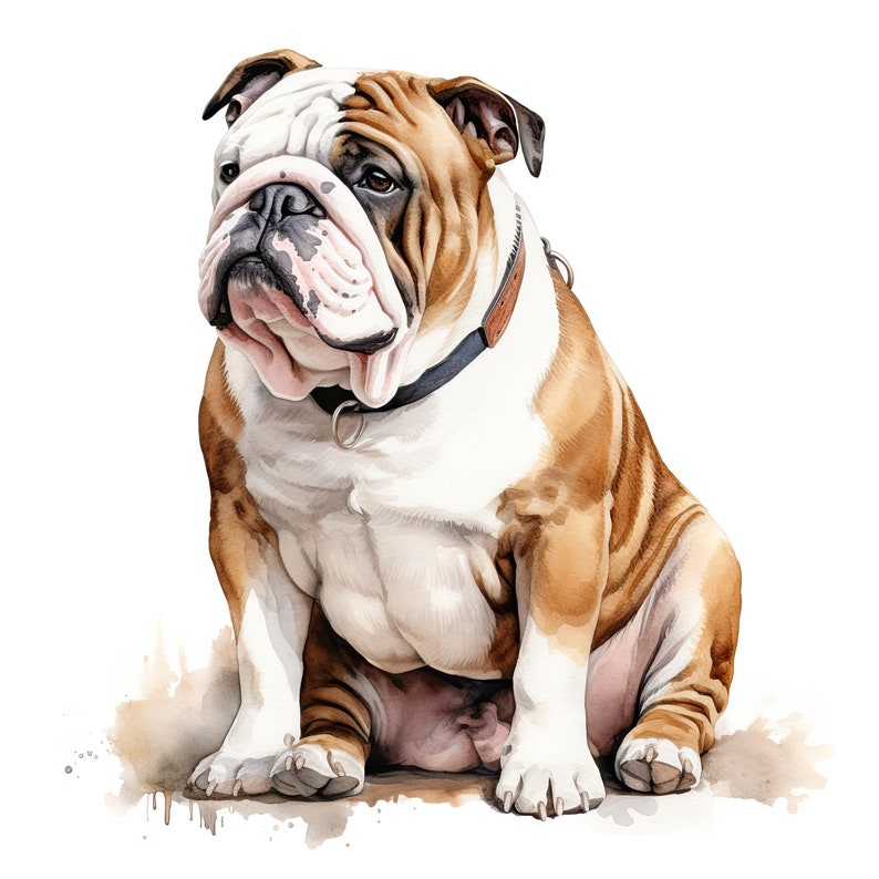 English Bulldog Clipart. 10 High Quality Jpgs on WHITE Background ...