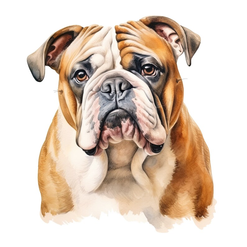 English Bulldog Clipart. 10 High Quality Jpgs on WHITE Background ...