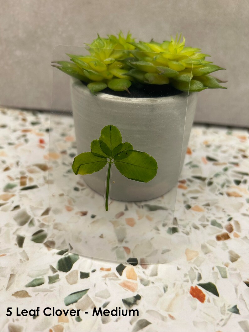 Hand-picked 5 Leaf Clover: Laminated Lucky Charm Keepsake - Etsy