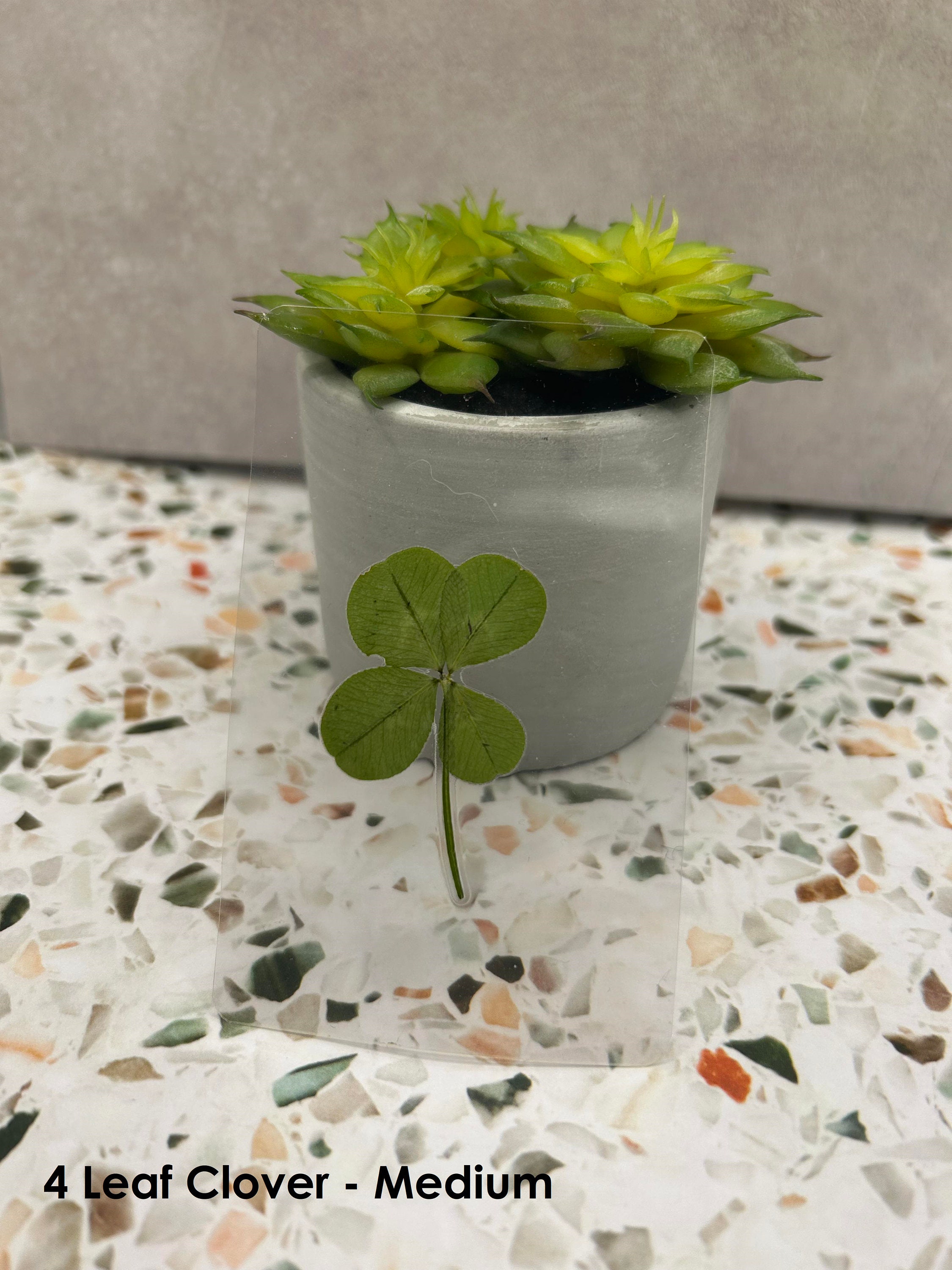 4 LEAF CLOVER | Hand-picked | Wild Clover | Clover for Luck | Pressed ...