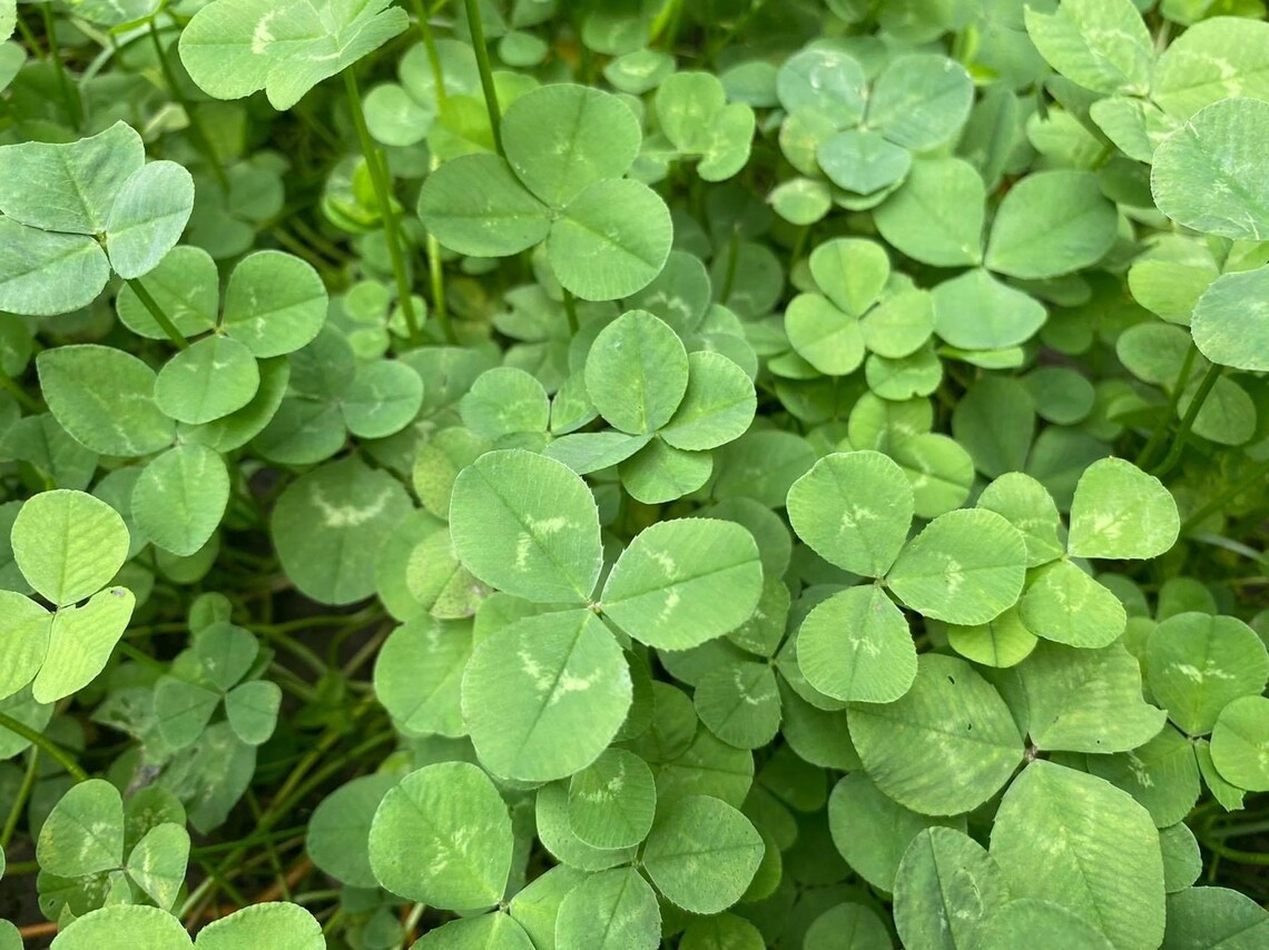5 LEAF CLOVER Hand-picked Wild Clover Dried Clover Pressed Flower Dried Clover for Luck Creative ...