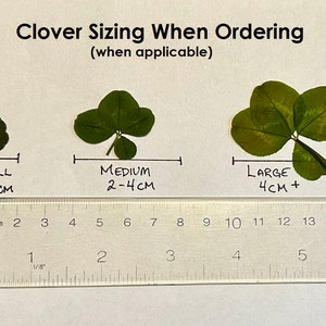 5 LEAF CLOVER | Hand-picked | Wild Clover | Dried Clover | Pressed ...