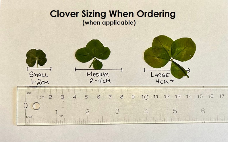 5 LEAF CLOVER | Hand-picked | Wild Clover | Dried Clover | Pressed ...