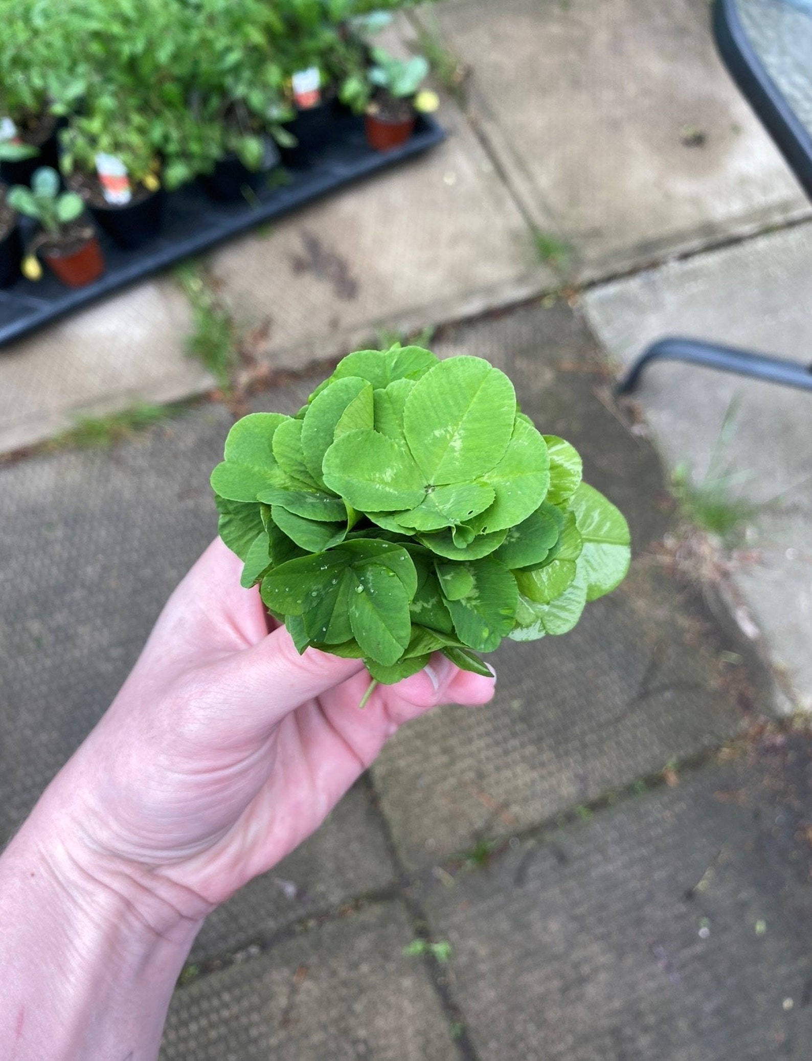5 LEAF CLOVER | Hand-picked | Wild Clover | Dried Clover | Pressed ...