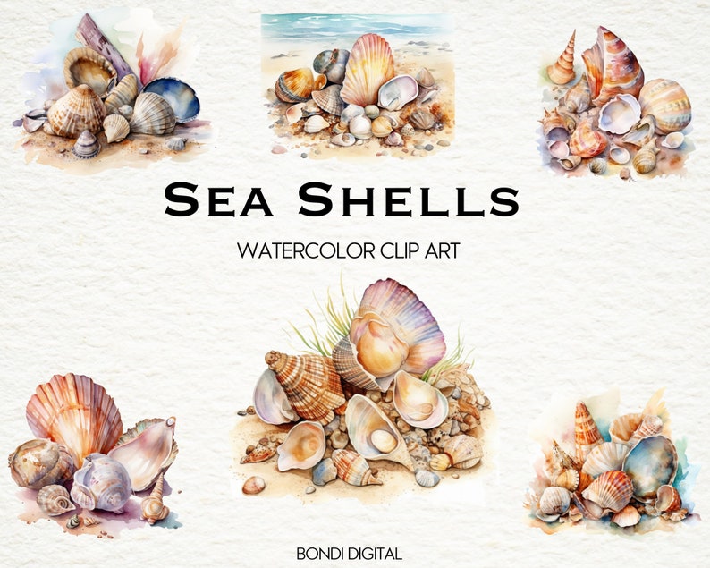 Watercolor Sea Shell Clipart | Seashell Clipart | Beach Clipart | PNG ...