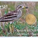 Turkey Turkiye 1 Kurus 2021 Native Birds of Anatolia - Stone Curlew ...