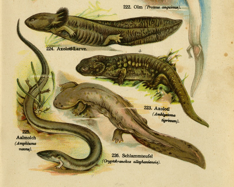 Antique Print of Japanese Giant Salamander, Axolotl, Mudpuppy and Olm ...
