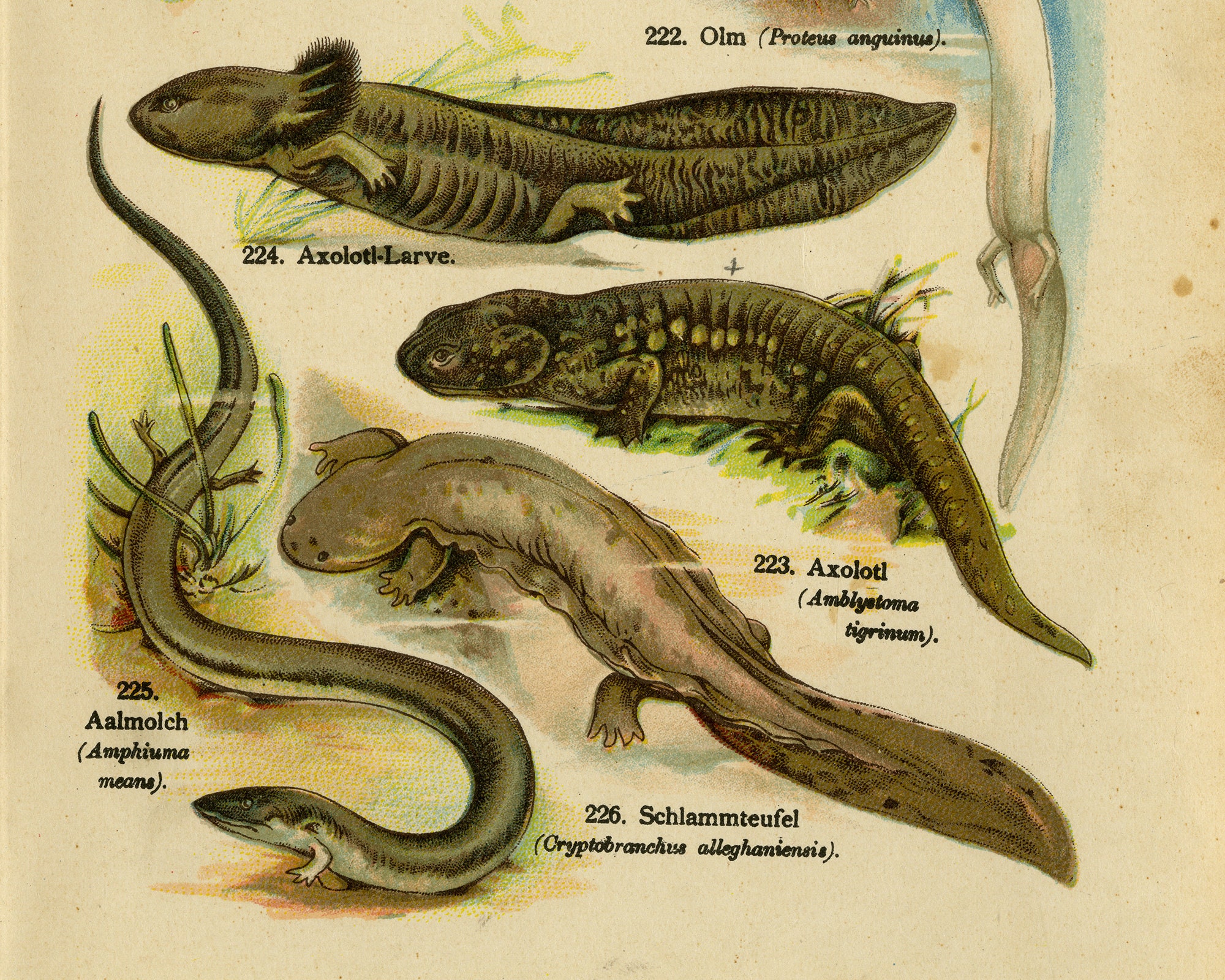 Antique Print of Japanese Giant Salamander, Axolotl, Mudpuppy and Olm ...