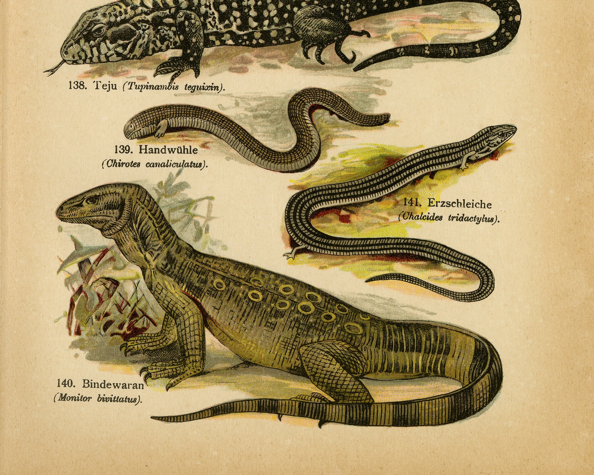 Antique Print of the Beaded Lizard, Gold Tegu, Monitor Lizard and ...